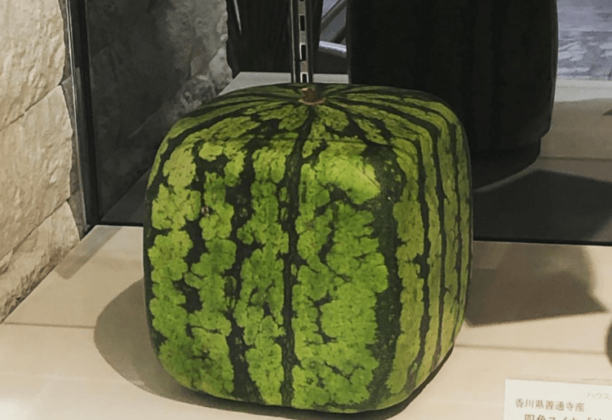 Japanese Farmers Are Growing Square Watermelons, Here's Why: - Gulfbuzz