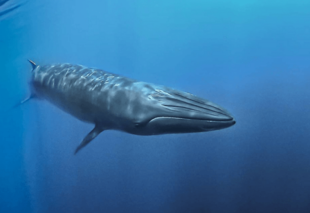 BIZARRE: Rare Whale Spotted In Abu Dhabi - Gulfbuzz