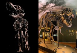 World's Most Expensive Fossil Is Coming To Abu Dhabi! - Gulfbuzz