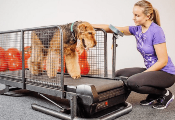 For AED 1 Per Minute, Your Dog Can Get A Summer Bod At This New Indoor ...