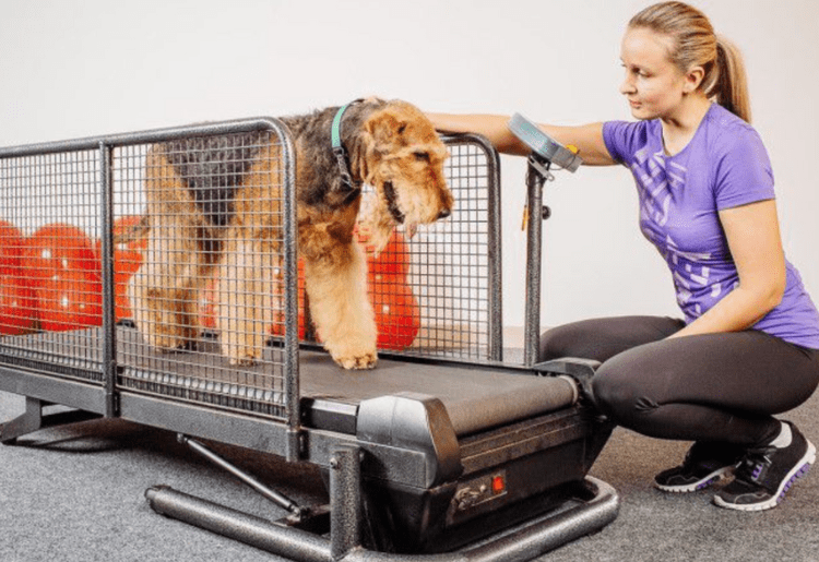 For AED 1 Per Minute, Your Dog Can Get A Summer Bod At This New Indoor ...