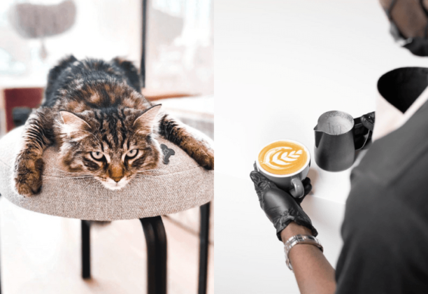 5 Must Visit Cute & Cozy Cat Cafés In The UAE - Gulfbuzz