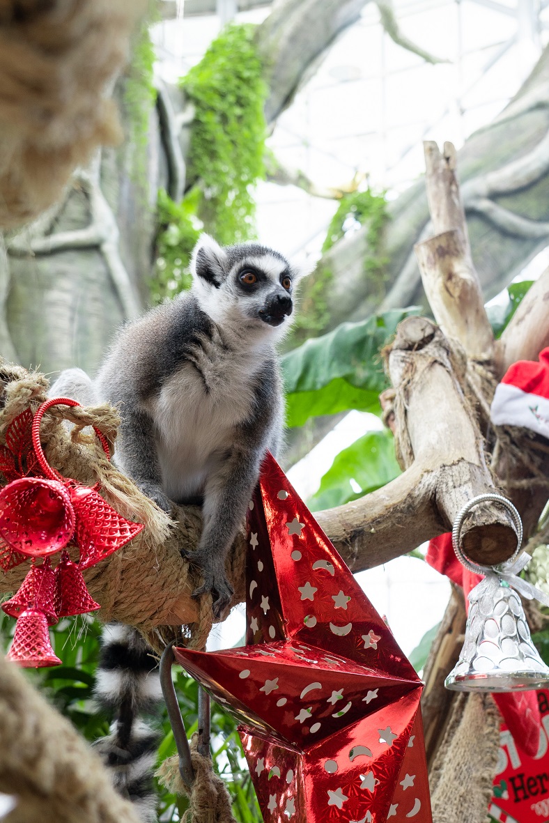 Experience Dubai's First Tropical Snowfall At Green Planet This Festive ...