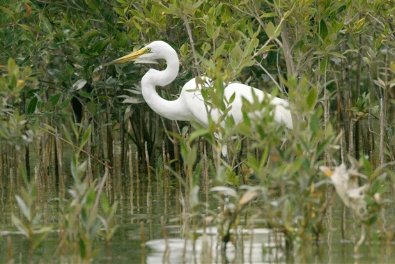 Have You Visited These 13 Stunning Mangroves Around UAE - Gulfbuzz