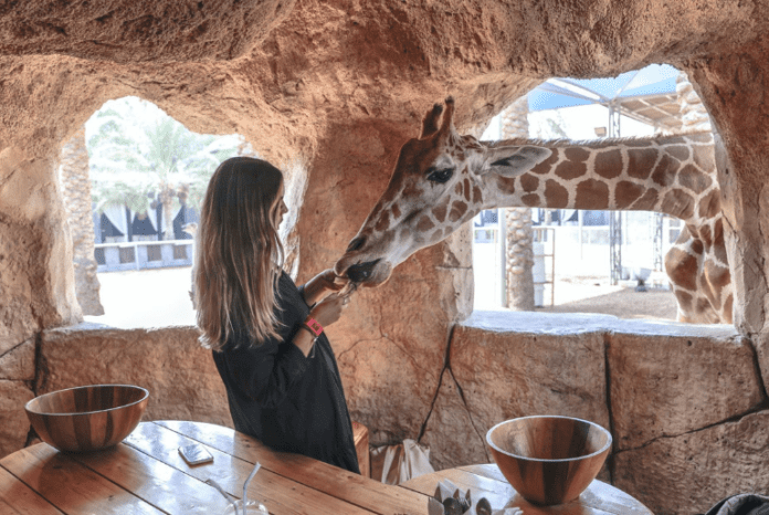You Can Now Have Breakfast With Giraffes At This Place In Abu Dhabi ...