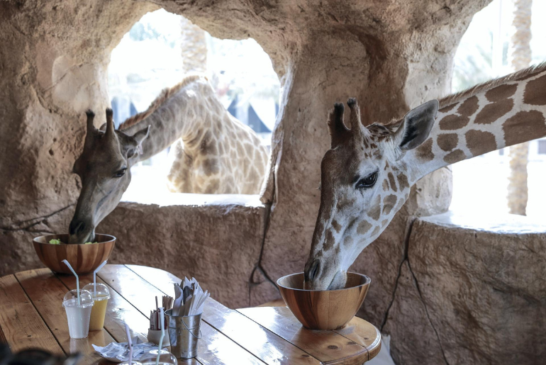 You Can Now Have Breakfast With Giraffes At This Place In Abu Dhabi ...