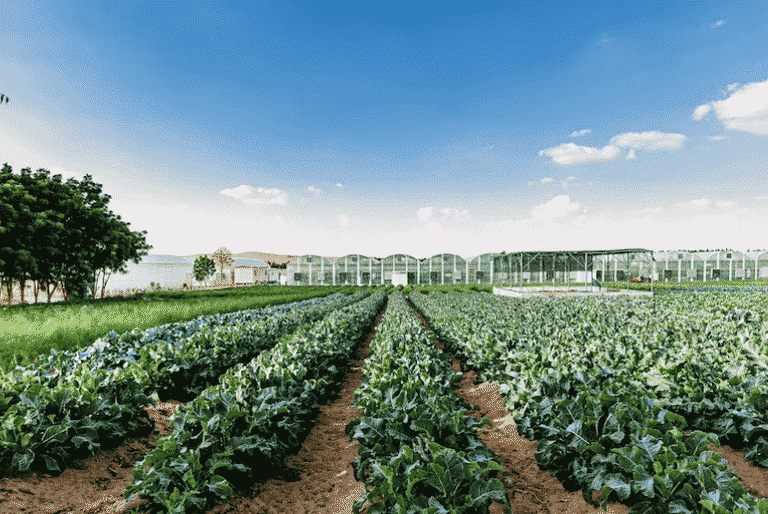 5 Must-Visit UAE Farms for a Blooming Good Time! - Gulfbuzz