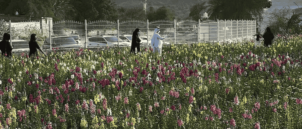 5 Must-Visit UAE Farms for a Blooming Good Time! - Gulfbuzz