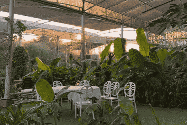 5 Must-Visit UAE Farms for a Blooming Good Time! - Gulfbuzz