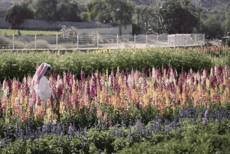 5 Must-Visit UAE Farms for a Blooming Good Time! - Gulfbuzz